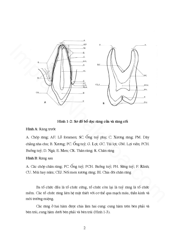 Giải phẫu răng - Các răng cửa trên và dưới