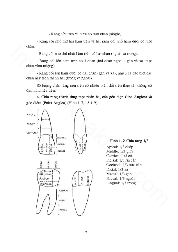 Giải phẫu răng - Các răng cửa trên và dưới