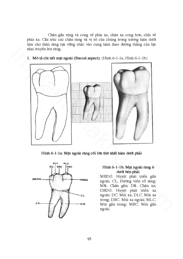 Giải phẫu răng - Các răng hàm hàm dưới