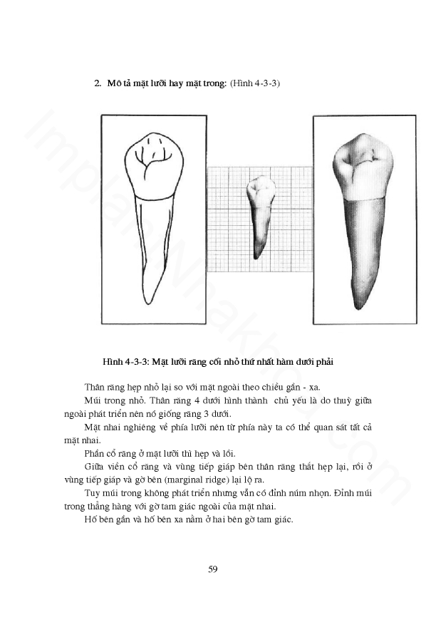 Các răng hàm nhỏ
